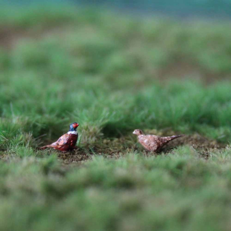 1 couple de faisan - VAN PETERGEM SCENARY HOK07